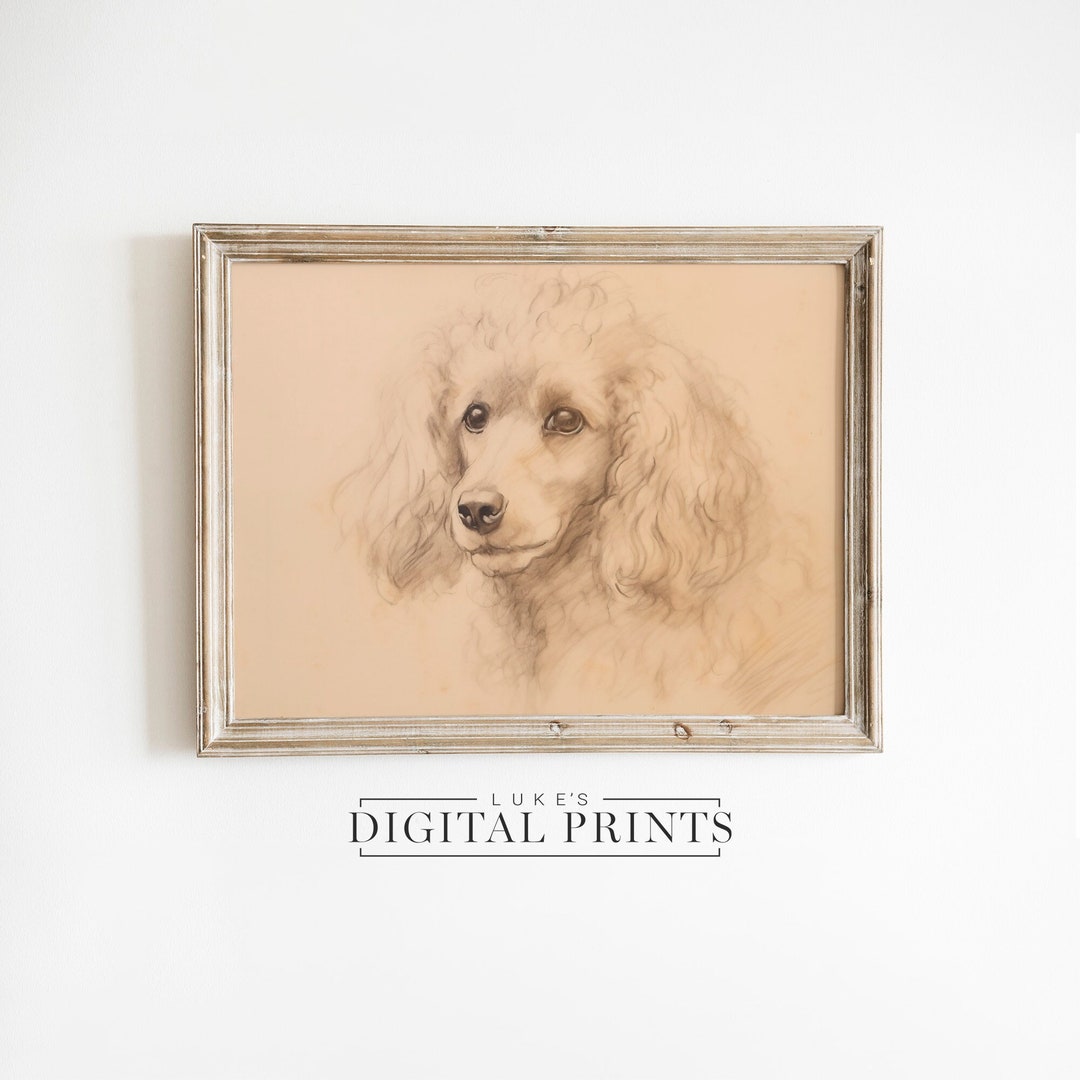 Vintage Pudel Portrait Skizze - Digital Art Print Download - kleiner ...