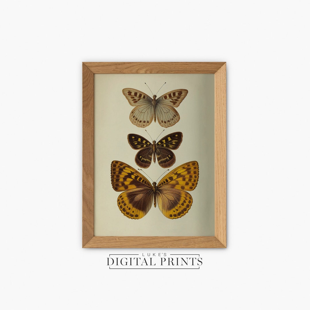 Vintage Butterfly Drawing - Digital Print Download - Rustic Moth Art ...