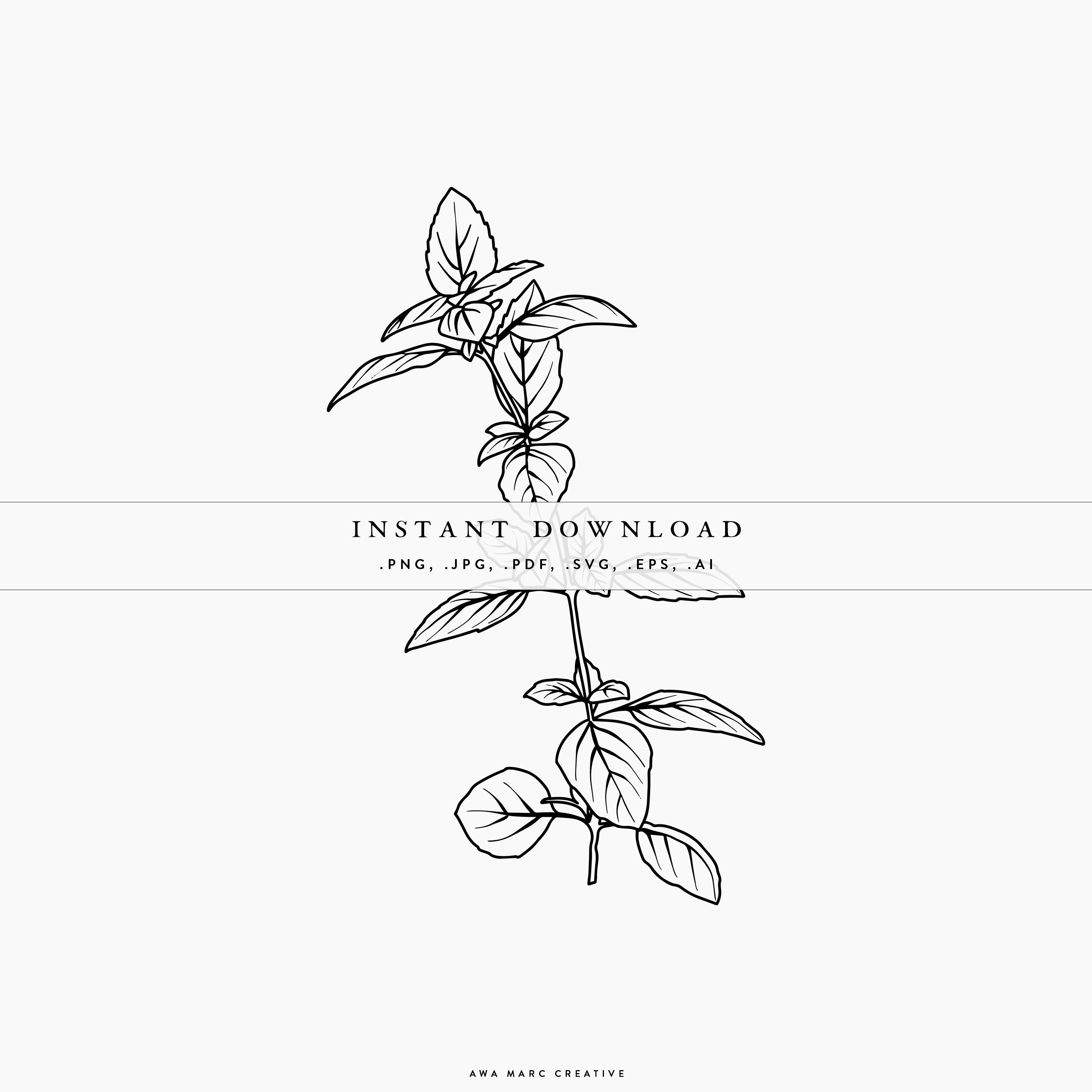 Basil SVG Vector Herbs Basil Clipart Illustration Leaves | Etsy