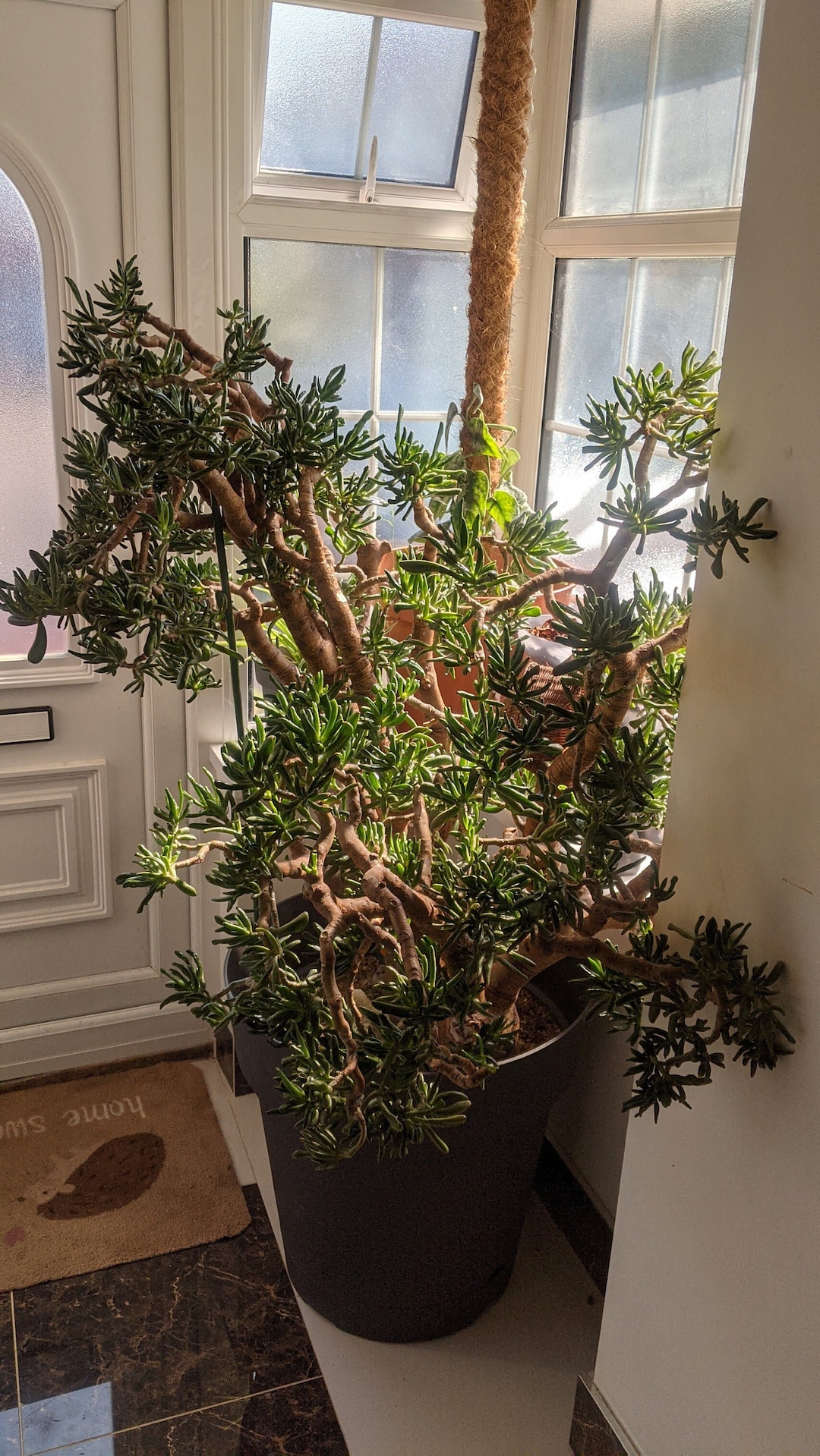 Very Large Jade/money Plant/ Crassula Ovata 25 Years Old - Etsy UK