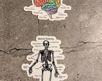 Anatomy of the Brain Die Cut Stickeritem39 - Etsy