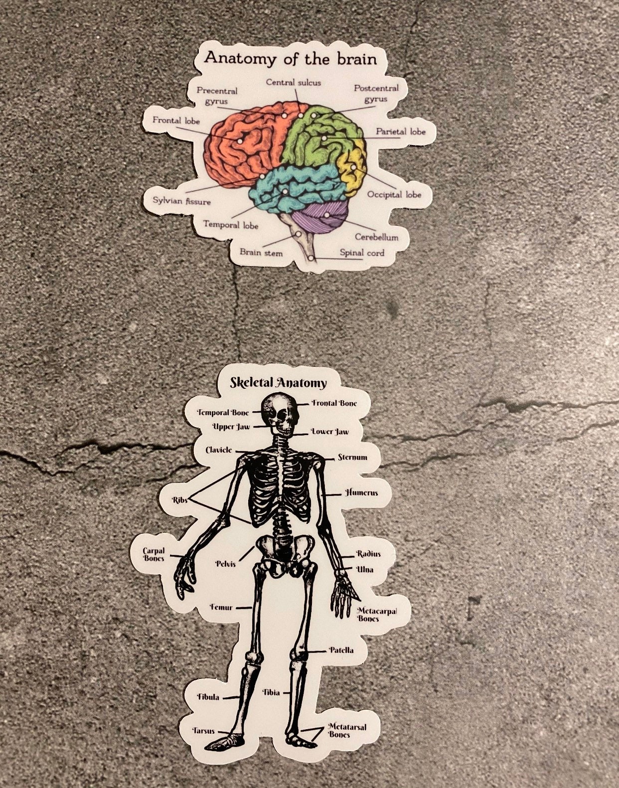 Skeletal Anatomy die cut sticker~item#40 Art & Collectibles Drawing ...