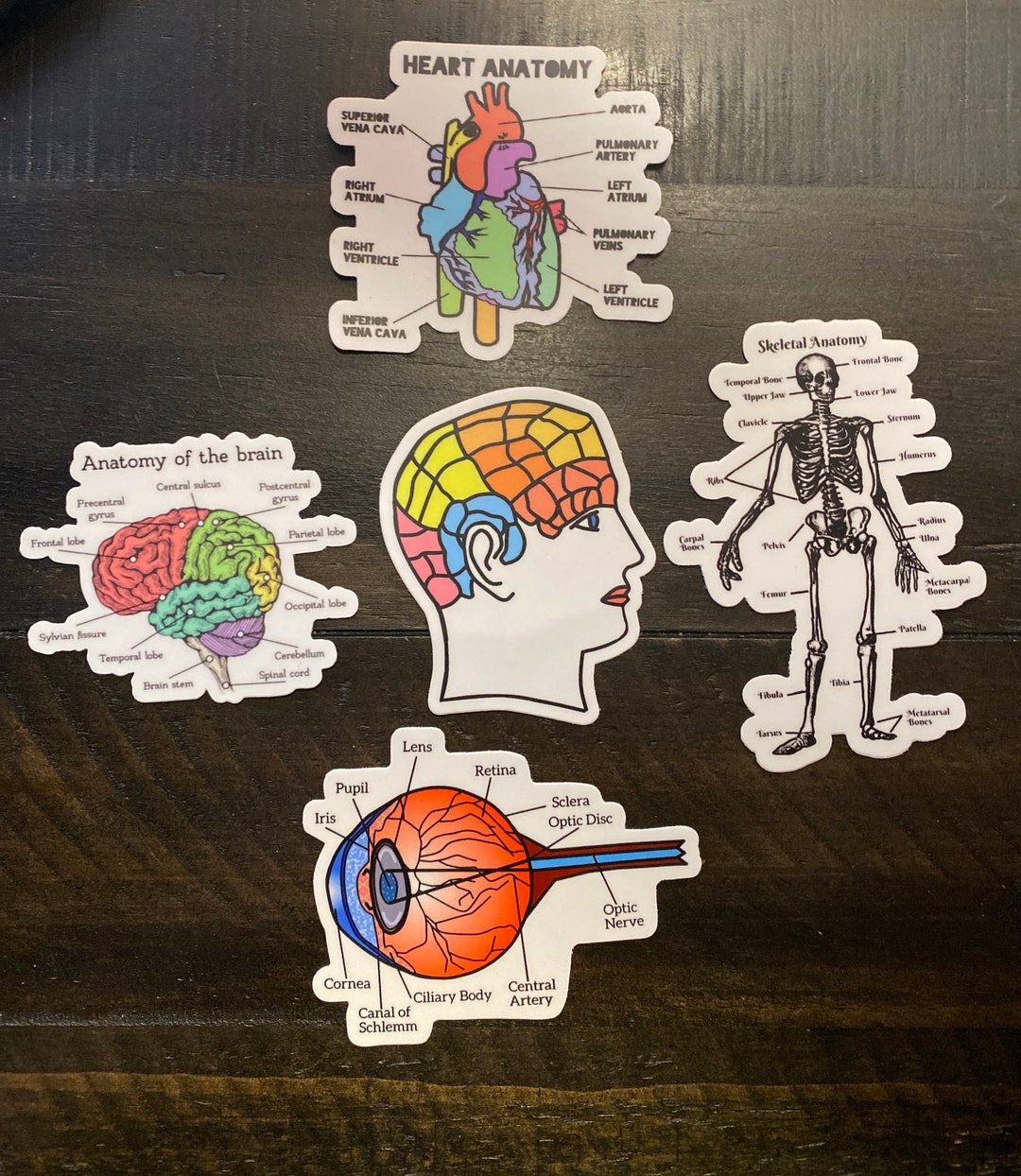 Anatomy 5 Sticker Pack Die Cut Stickers Item#39,108,144,110,40 - Etsy