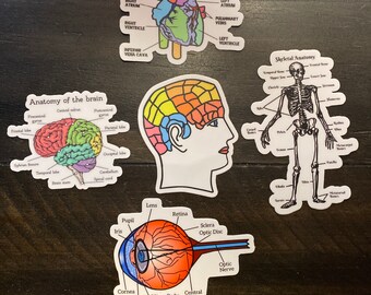 Anatomy of the Brain Die Cut Stickeritem39 - Etsy