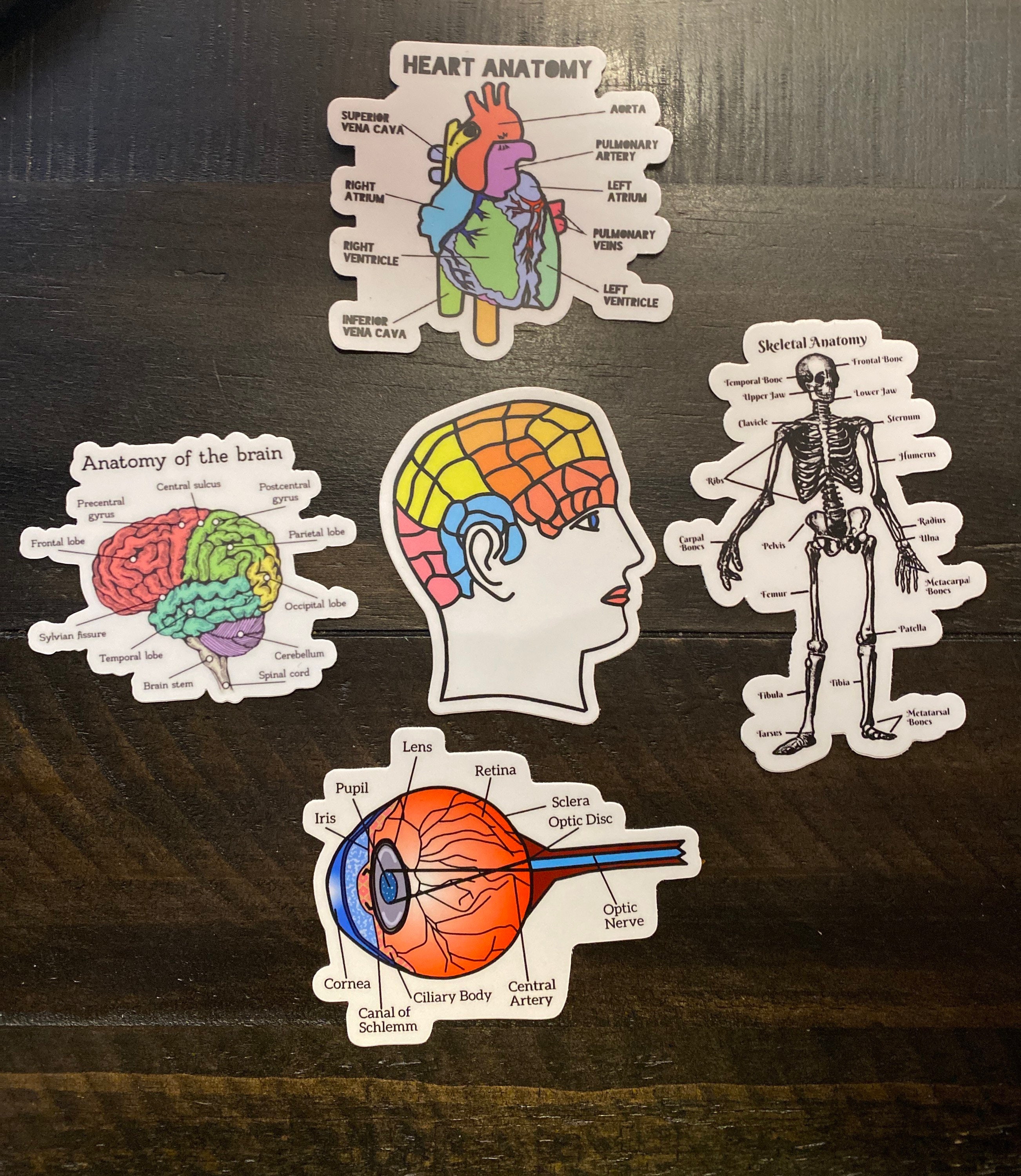 Anatomy 5 Sticker Pack Die Cut Stickers Item3910814411040 | Etsy