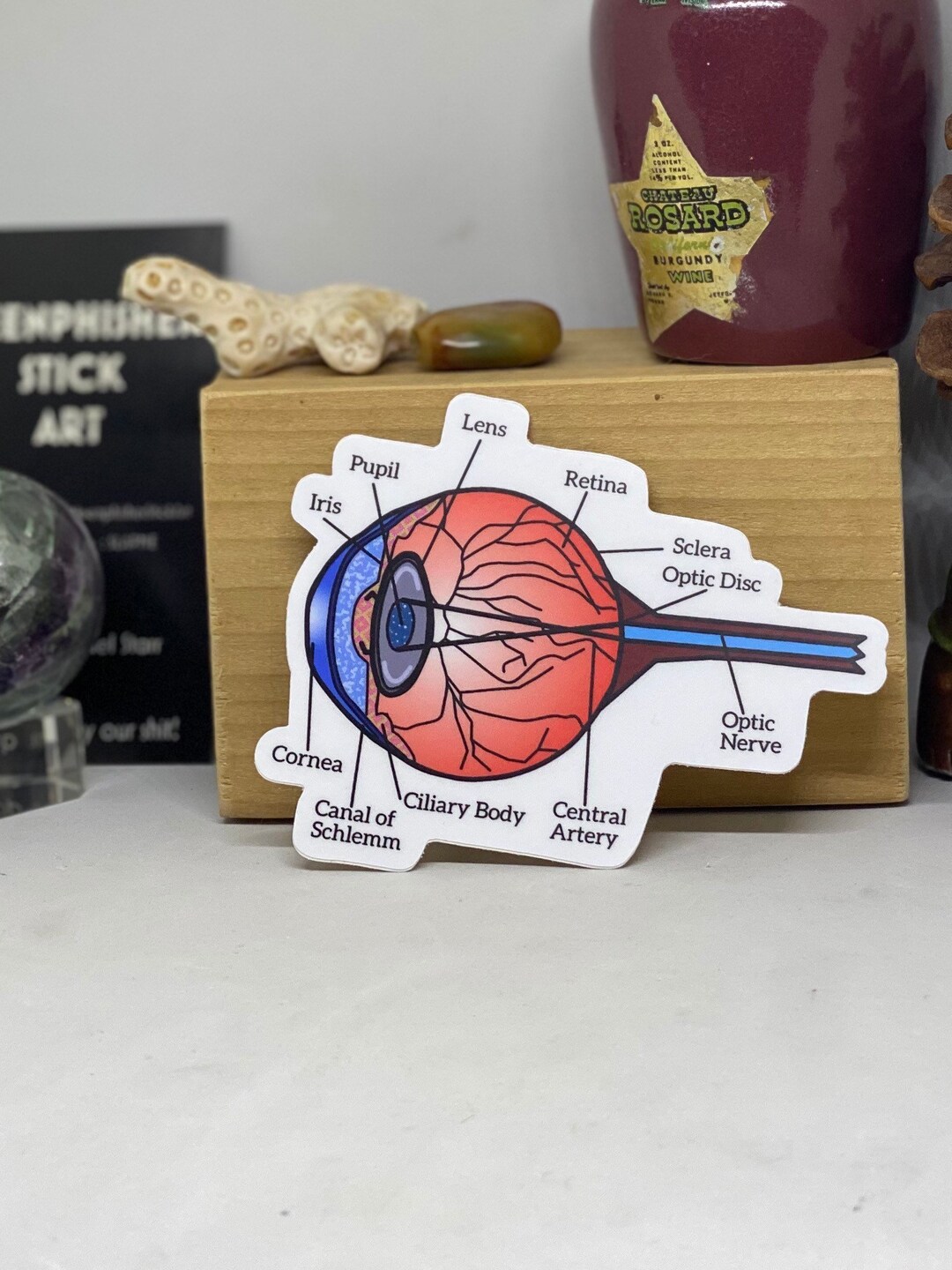 Anatomy of the Eye Die Cut Sticker~item#108 - Etsy