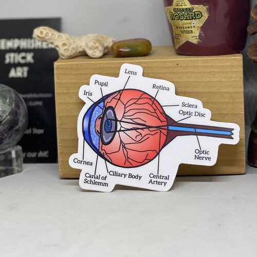 Anatomy of the Brain Die Cut Stickeritem39 - Etsy