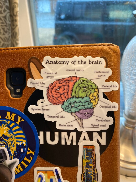 Skeletal Anatomy die cut sticker~item#40 Art & Collectibles Drawing ...