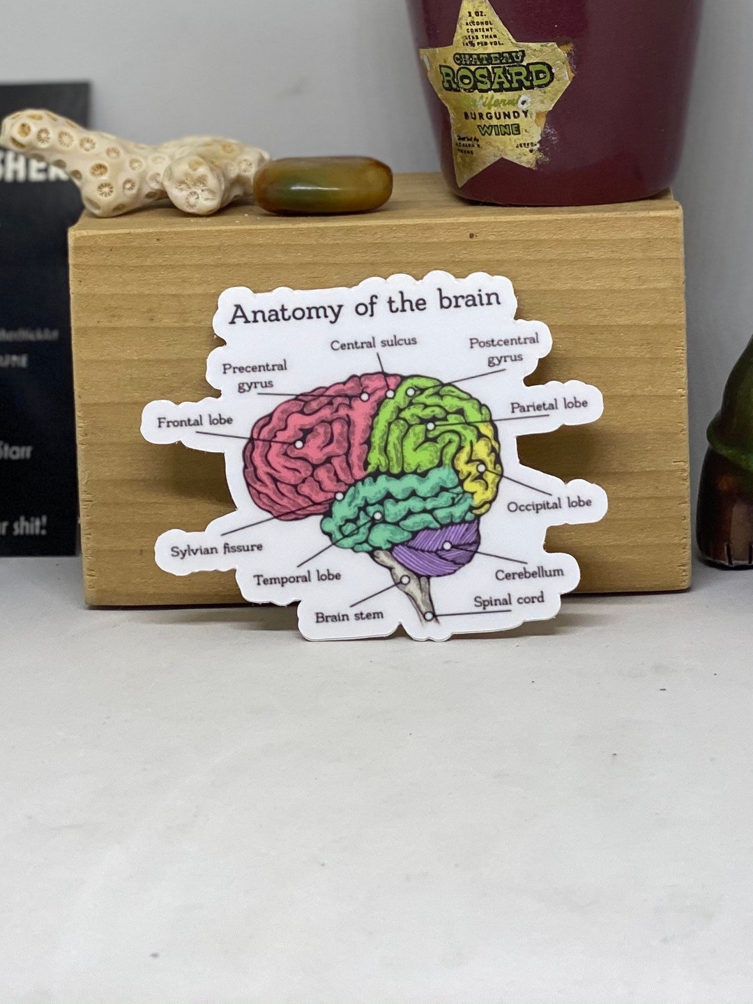 Anatomy of the Brain Die Cut Sticker~item#39 - Etsy