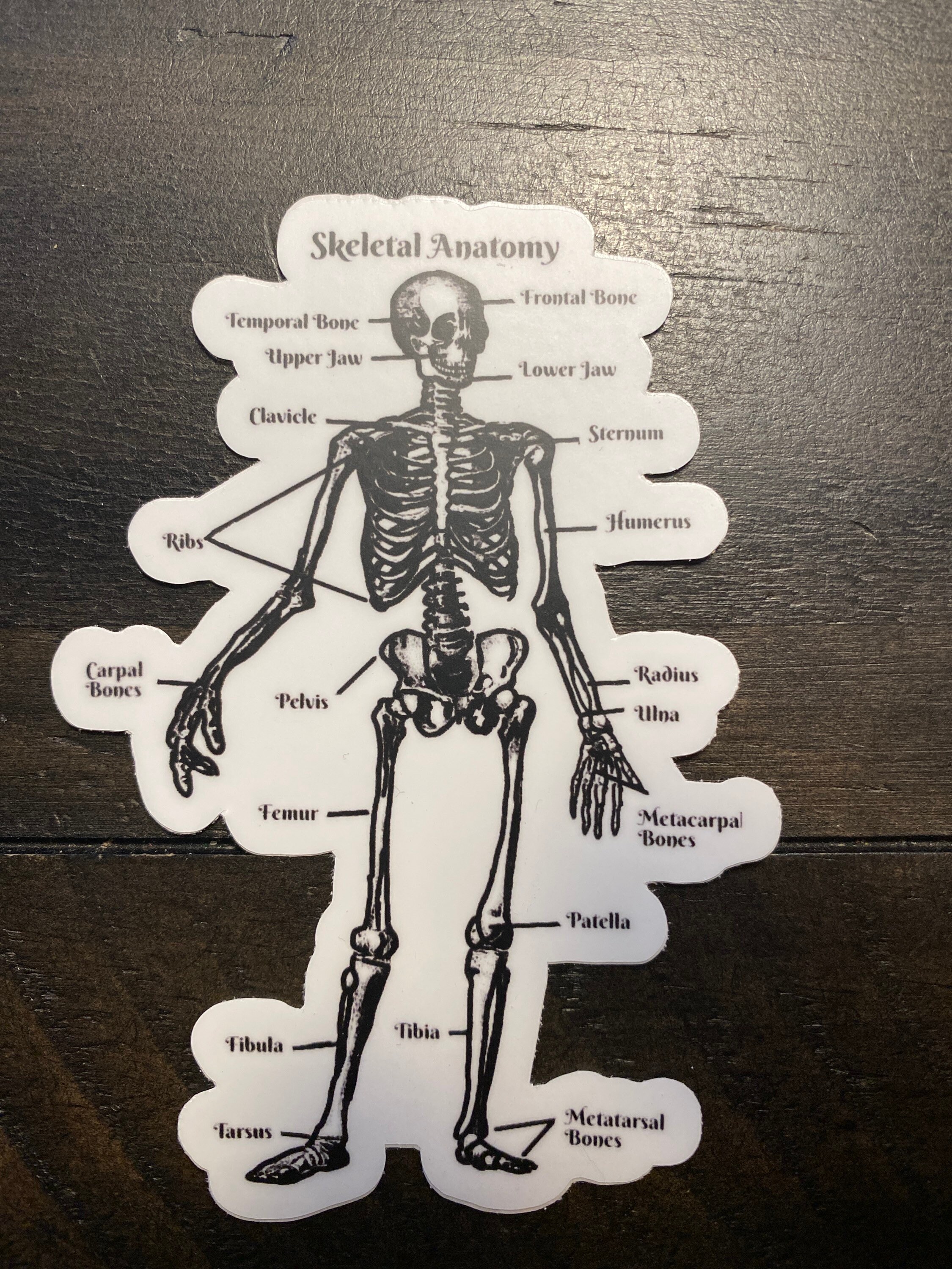 Anatomy 5 Sticker Pack Die Cut Stickers Item3910814411040 - Etsy