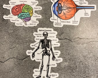 Anatomy of the Brain Die Cut Stickeritem39 - Etsy