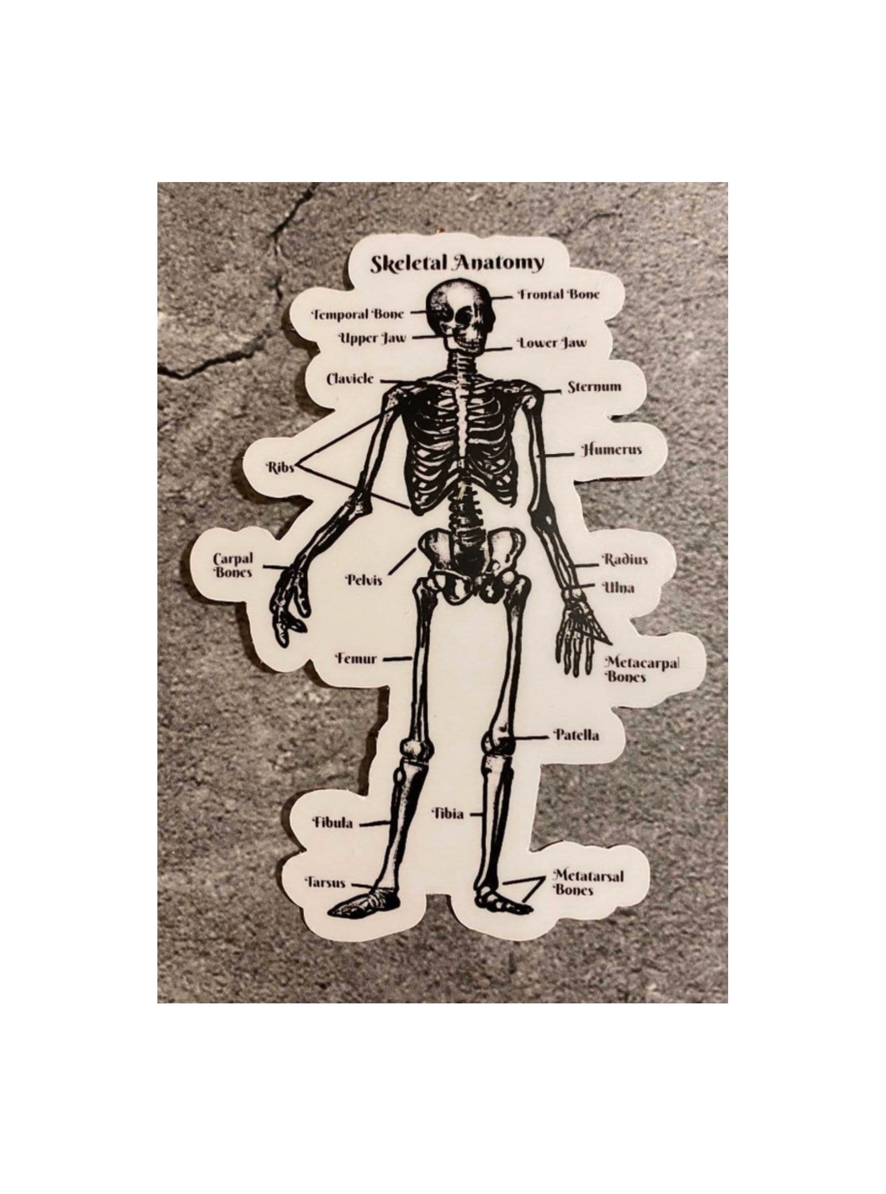 Skeletal Anatomy die cut sticker~item#40 Art & Collectibles Drawing ...