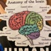 Anatomy of the Brain Die Cut Sticker~item#39 - Etsy