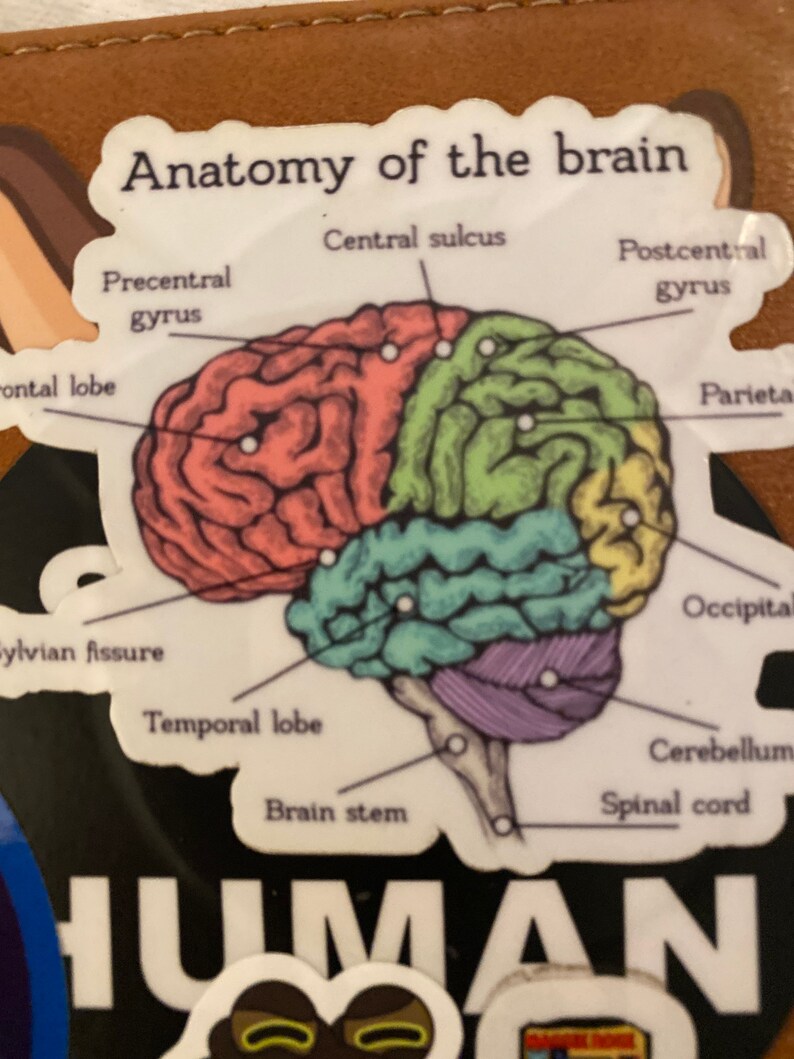 Anatomy of the Brain Die Cut Sticker~item#39 - Etsy