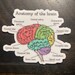 Anatomy of the Brain Die Cut Sticker~item#39 - Etsy