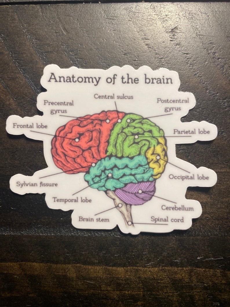 Anatomy of the Brain Die Cut Sticker~item#39 - Etsy