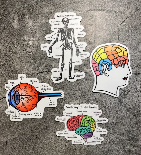 Anatomy 4 Sticker Pack Die Cut Stickers Item4010839144 | Etsy