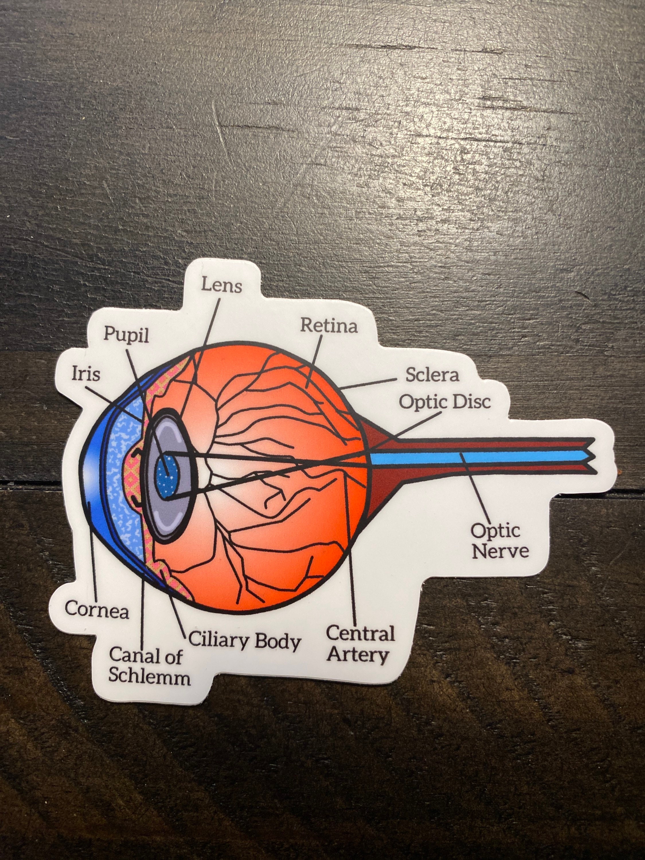 Anatomy 5 Sticker Pack Die Cut Stickers Item3910814411040 | Etsy