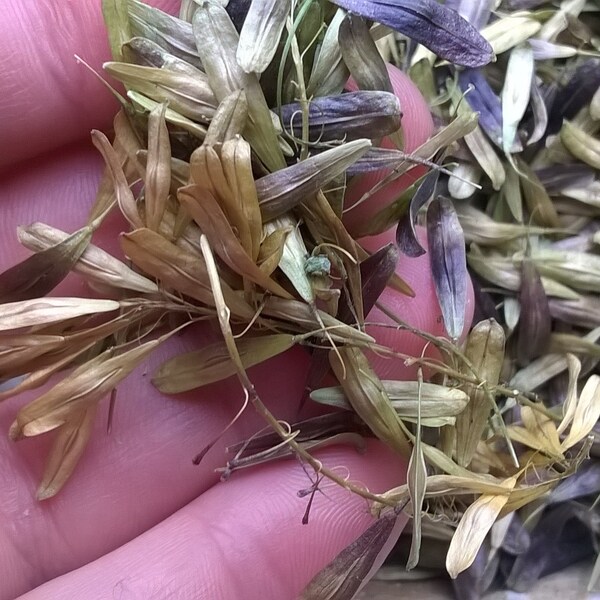 Woad - Etsy
