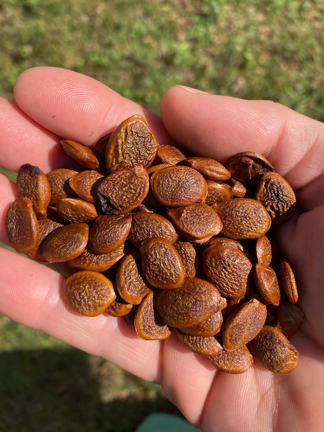 Organic American Persimmon Tree Seeds 6/pack - Etsy