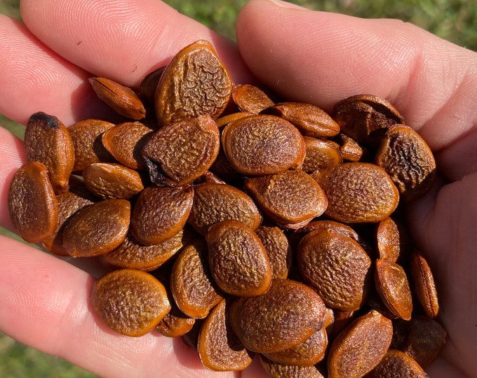 Organic American Persimmon Tree Seeds 6/pack - Etsy