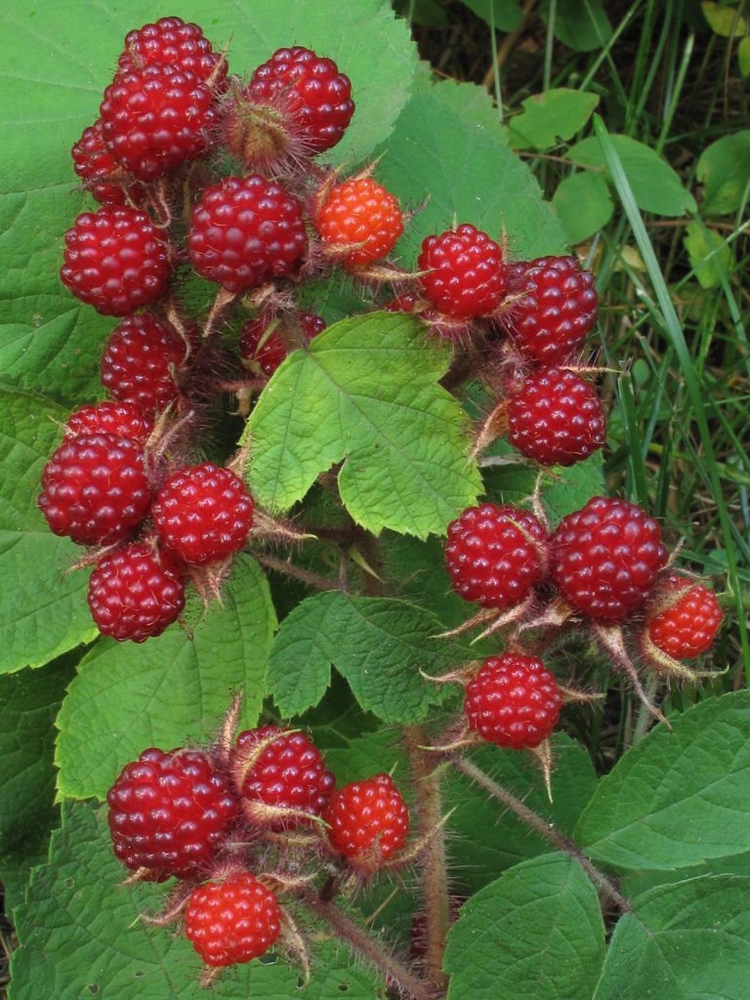 LIVE BAREROOT Organic Wineberry Plants - Etsy