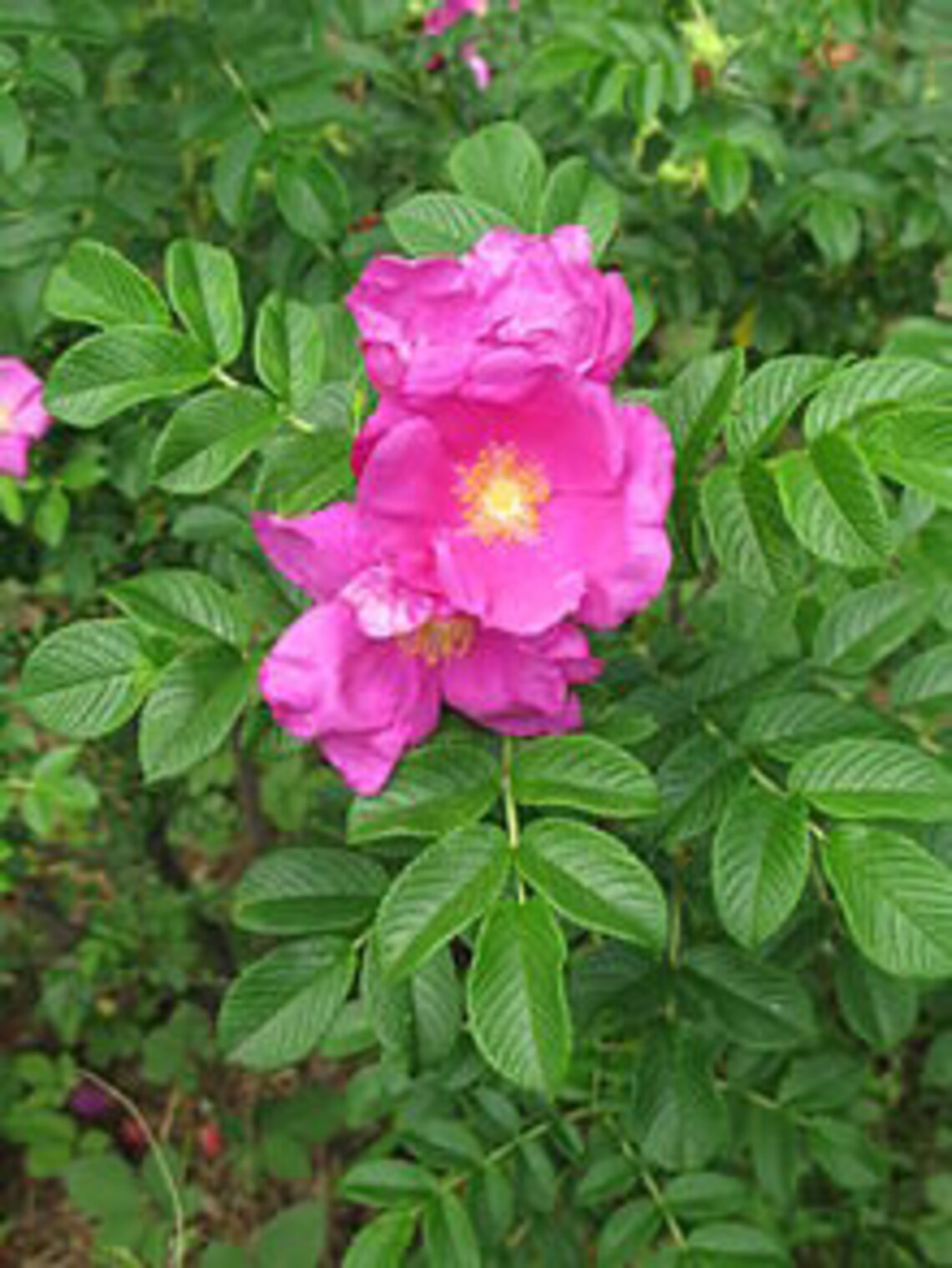 Rosa Rugosa Seeds 20 per Pack - Etsy