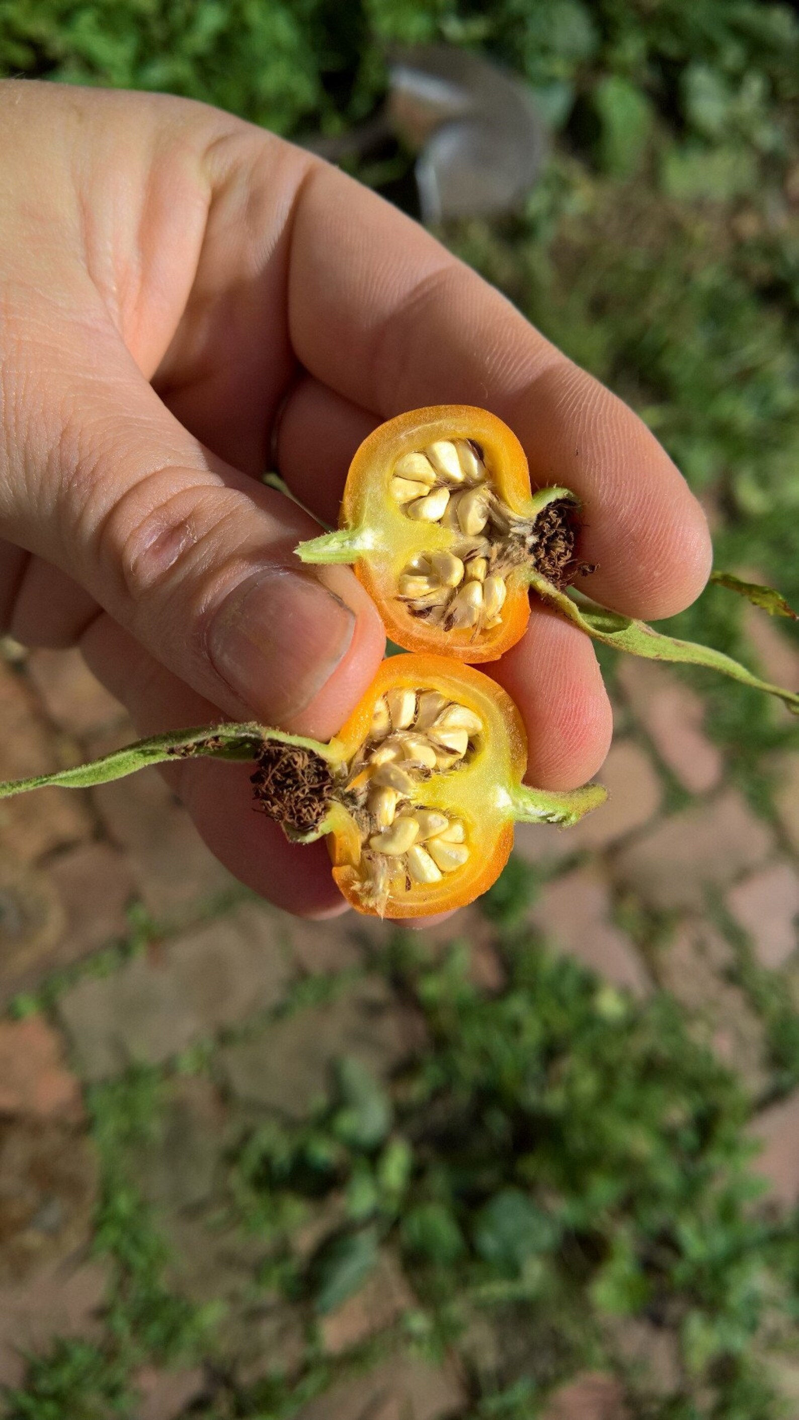 Rosa Rugosa Seeds 20 per Pack - Etsy