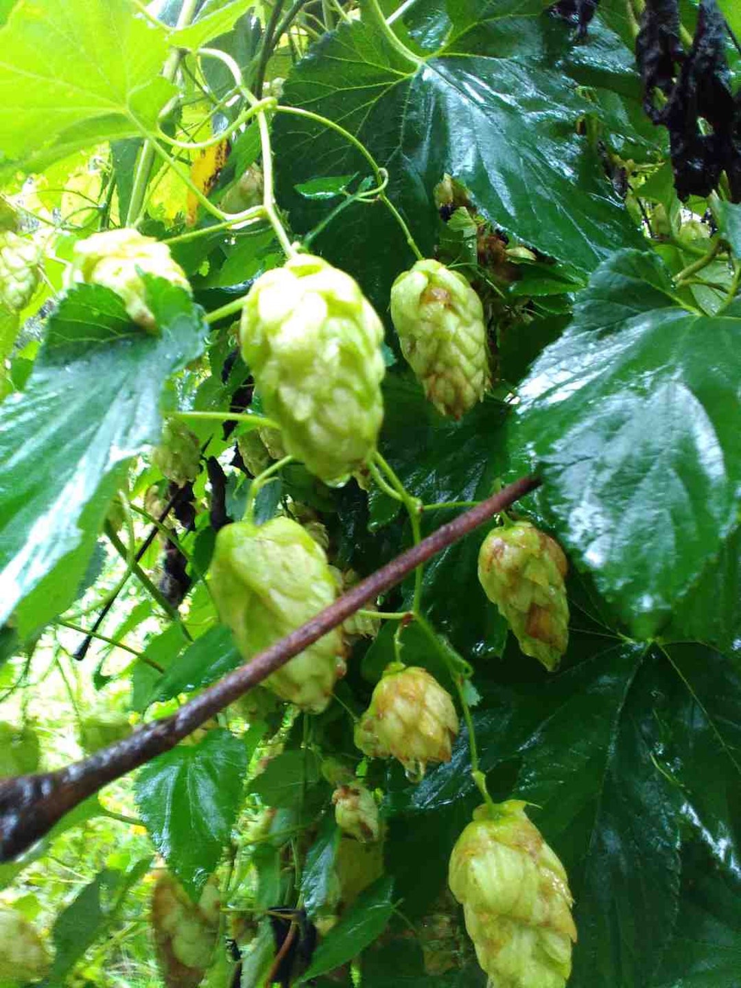 Wild Common Hops Seeds (15/pack) Organic - Etsy