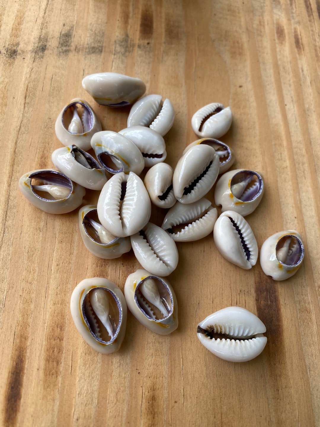 Dilogun Cowries Shell Mano De 21 Caracoles Santeria Ifa Yoruba Religion ...