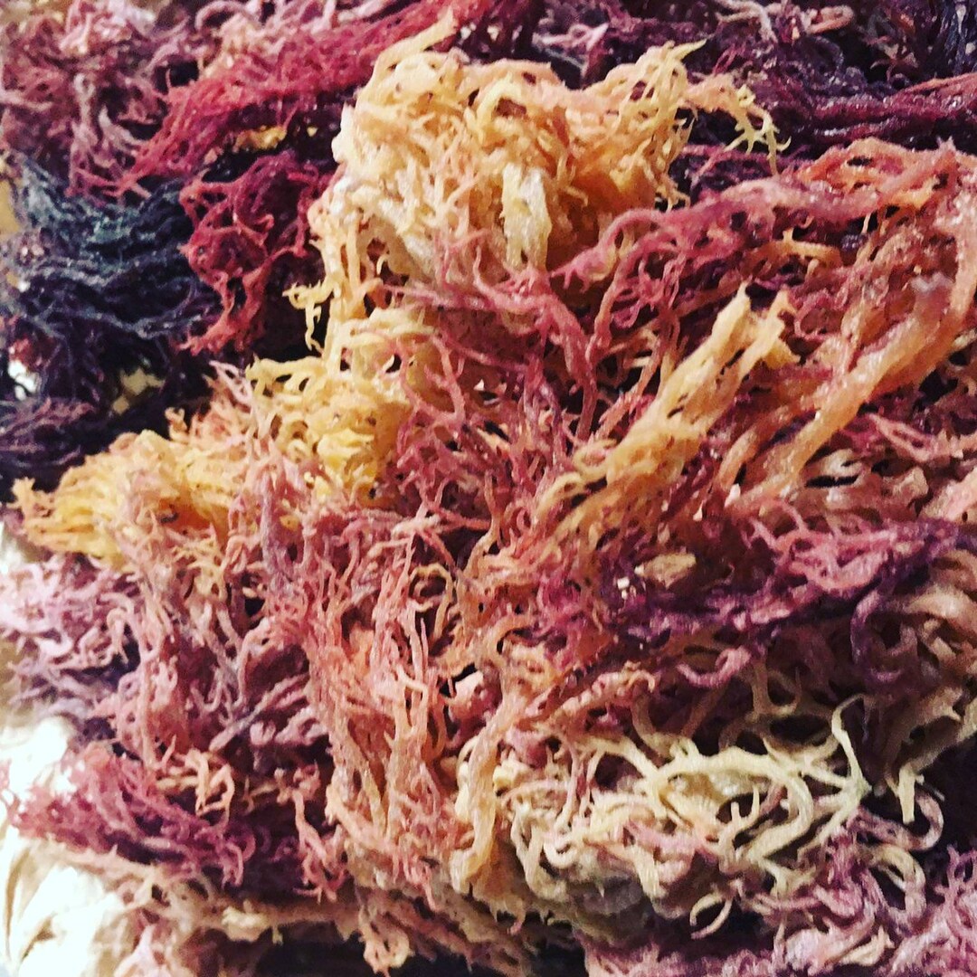 Sea Moss Zanzibar 100% Wild Harvested Eucheuma Cottonii Irish Moss Dr ...