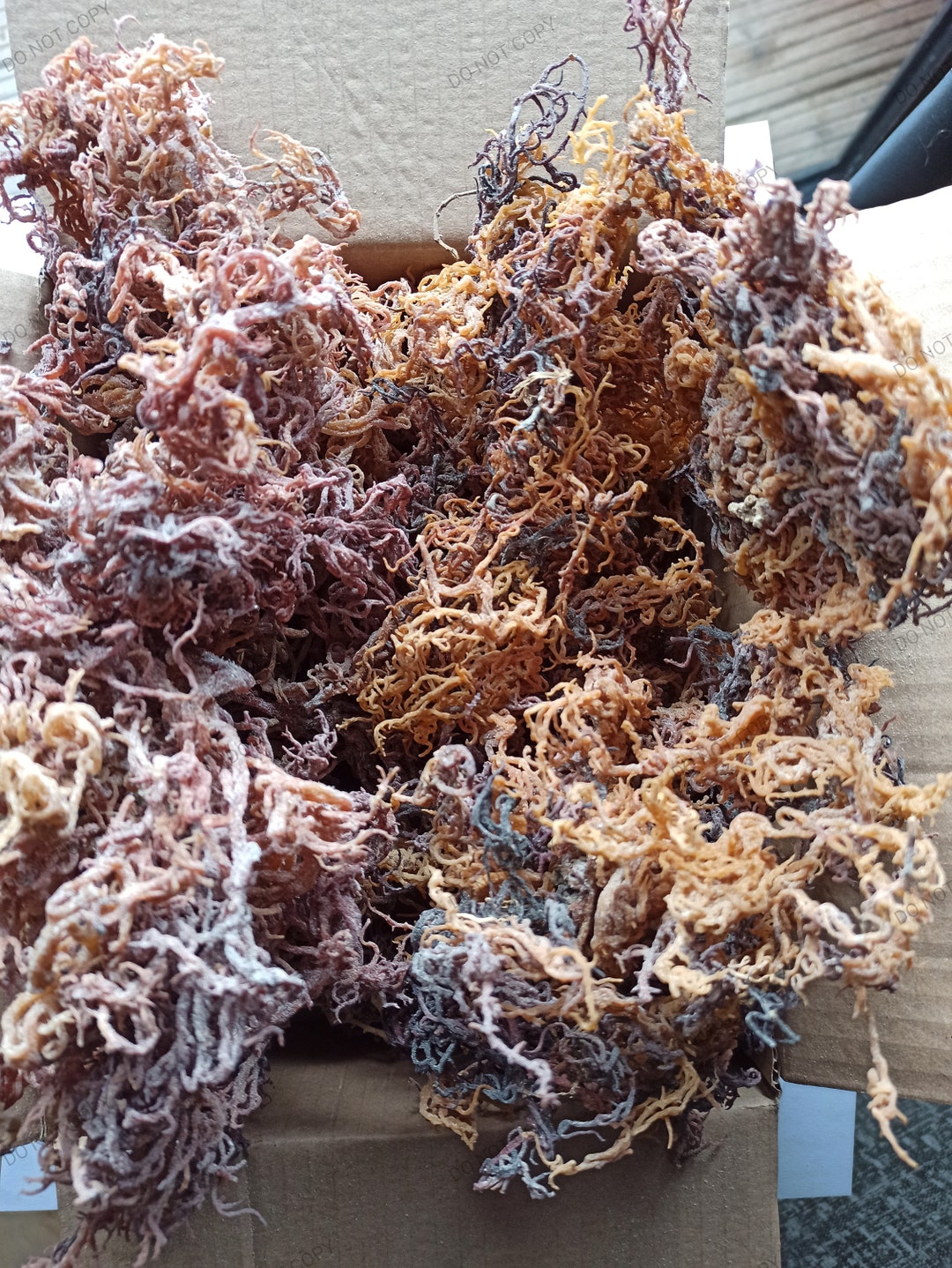 Purple Gracilaria and Eucheuma Cottonii Mixed Sea Moss Premium Quality ...