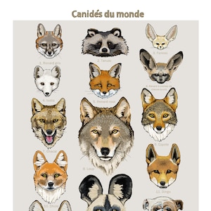 Naturalist Poster Canidae of the World Educational Approach to the ...