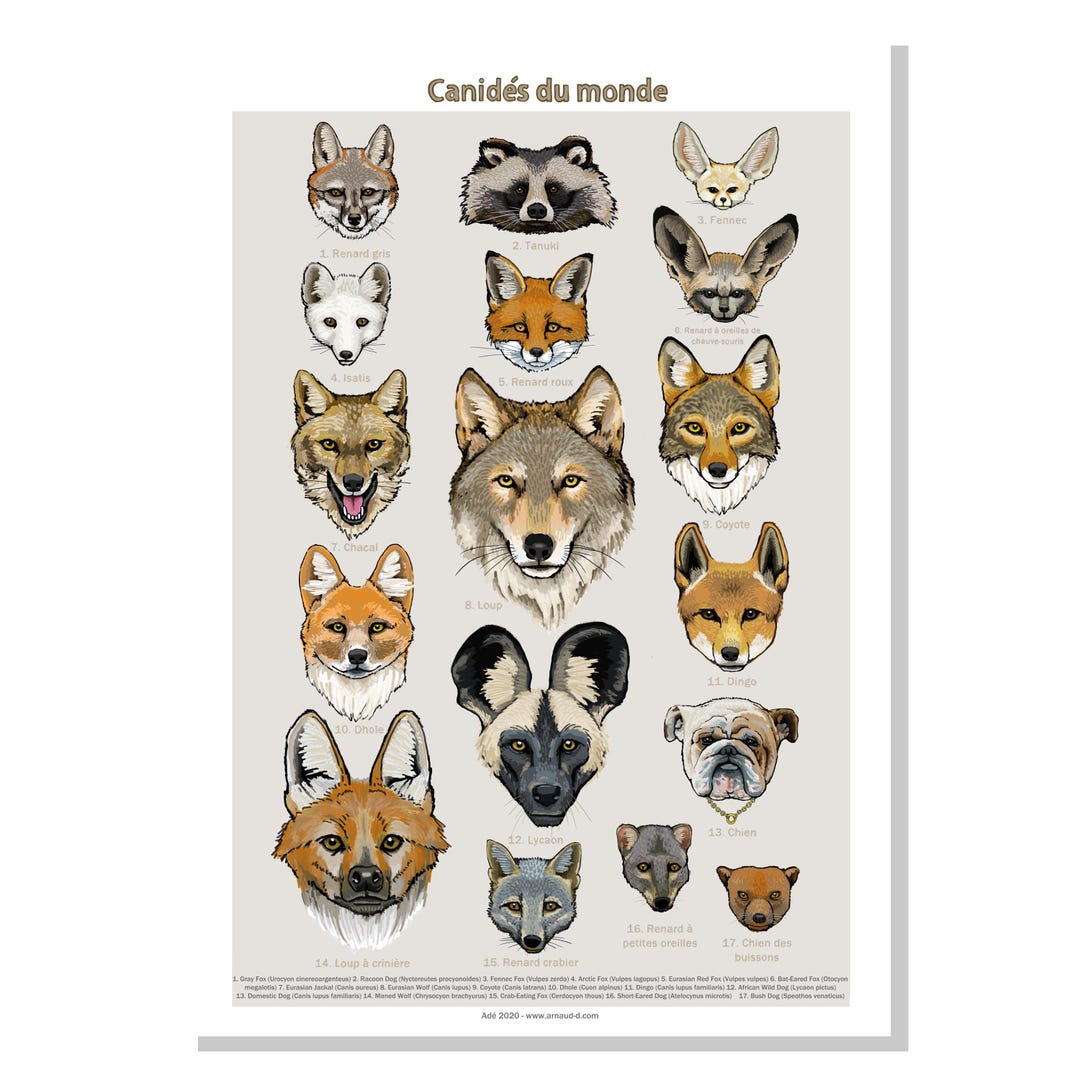 Naturalist Poster Canidae of the World Educational Approach to the ...