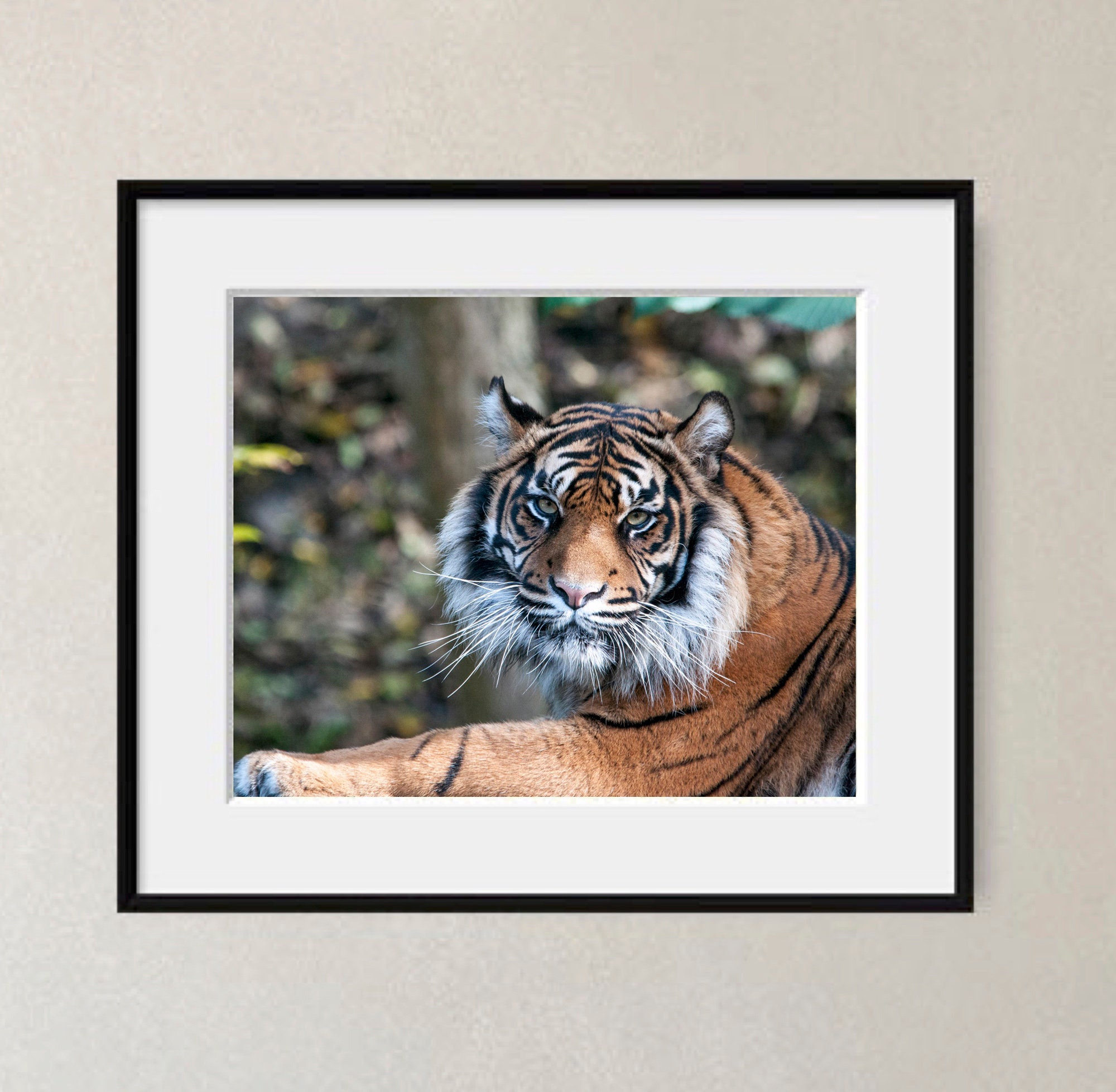Tiger Photography Digital Download Print, Tiger Printable Large Wall ...