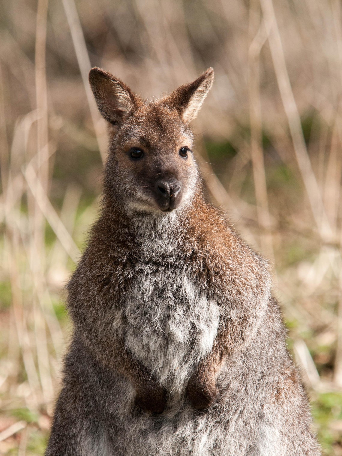 Wallaby Printable Download Wallaby Photography Print Nursery | Etsy