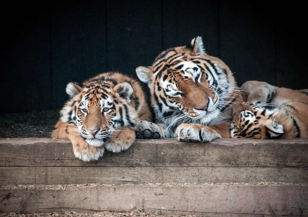 Tiger Photography Prints, Big Cat Digital Downloads, Group of Tigers ...