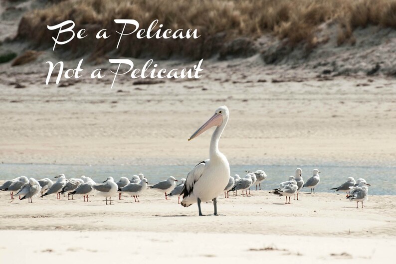 Motivational Printable Quote, Positive Affirmation, Be a Pelican Not a ...