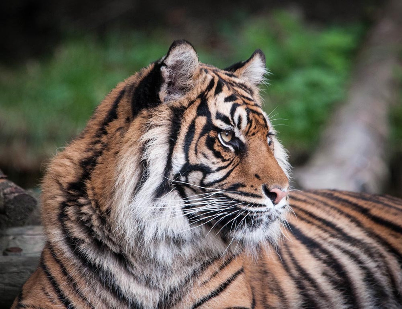 Tiger Headshot Photography Print, Tiger Printable Wall Art, Large Tiger ...