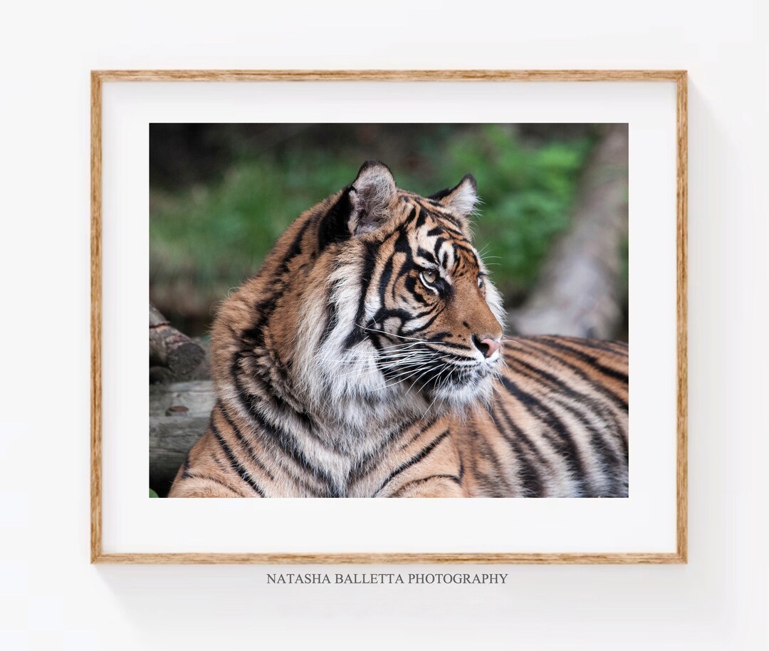 Tiger Headshot Photography Print, Printable Wall Art, Large Wildlife ...