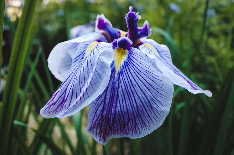 Iris - Portland, Oregon, Japanese Garden, Zen, Forest, Travel, Wall Art ...