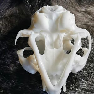 Pathological Persian Cat Skull With Bone Cancer Replica - Etsy