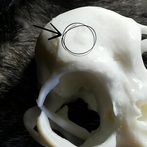 Pathological Persian Cat Skull With Bone Cancer Replica - Etsy
