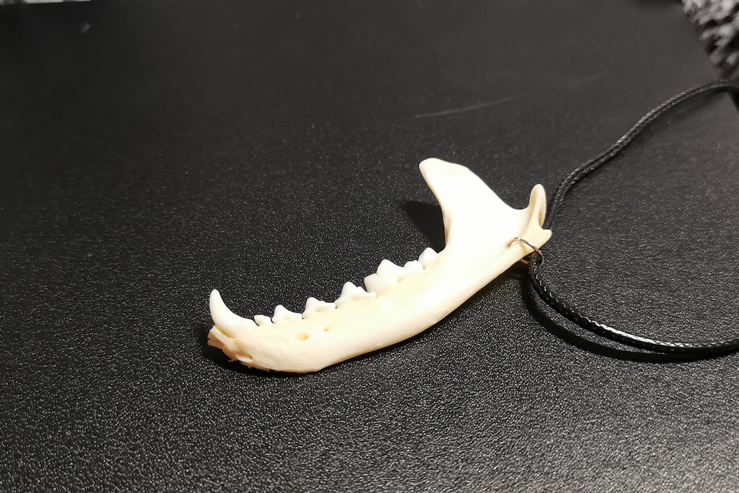 Weasel Jaw Necklace Pendant - Etsy