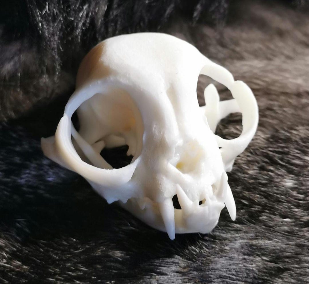 Geriatric Persian Cat Skull Replica - Etsy