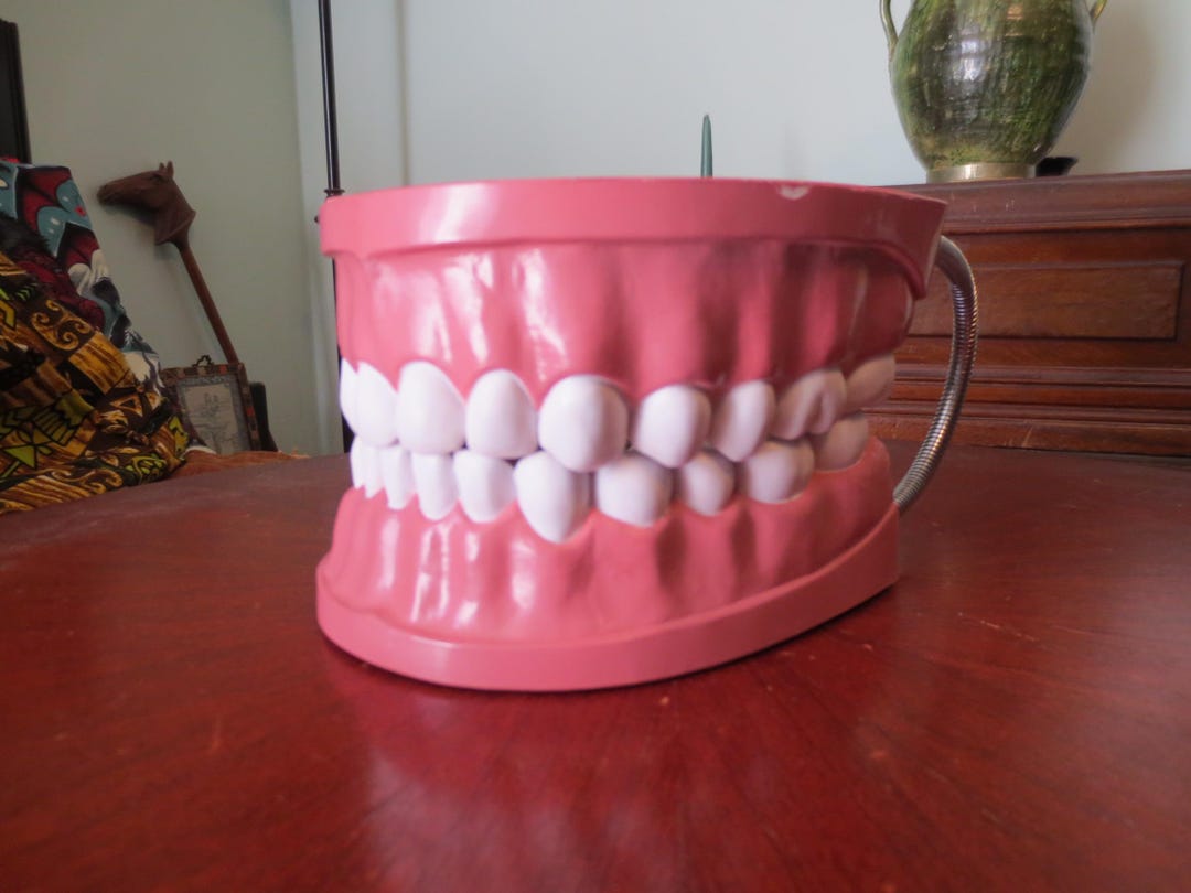 Oversized Set of Teeth and Palate for Educational Dental Class Chompers ...