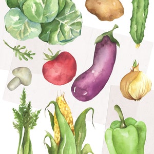 Watercolor Fresh Vegetables Clipart Set for Instant Download. PNG Hand ...