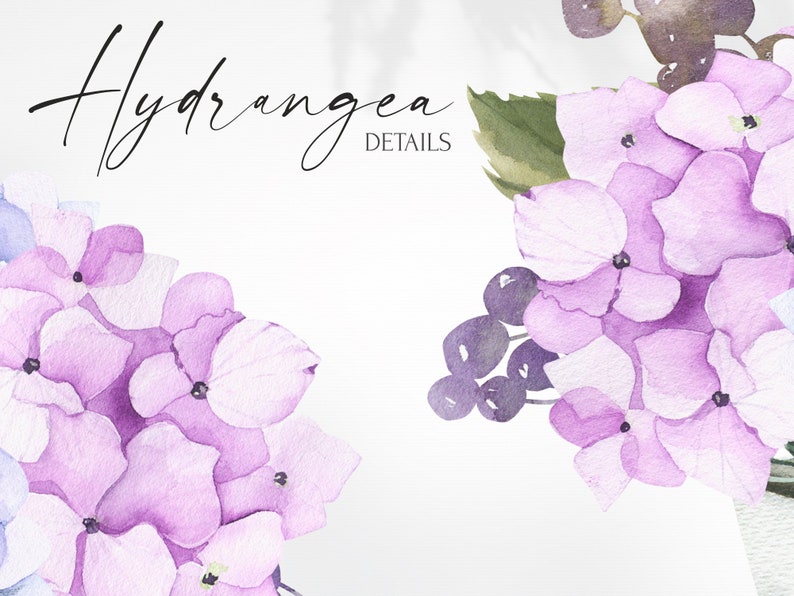 Watercolor Hydrangea Flowers Clipart for Instant Download. - Etsy