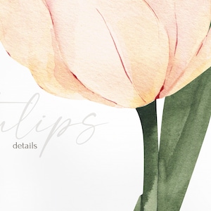 Watercolor Tulips Clipart, White and Pink Flowers. Spring Digital ...