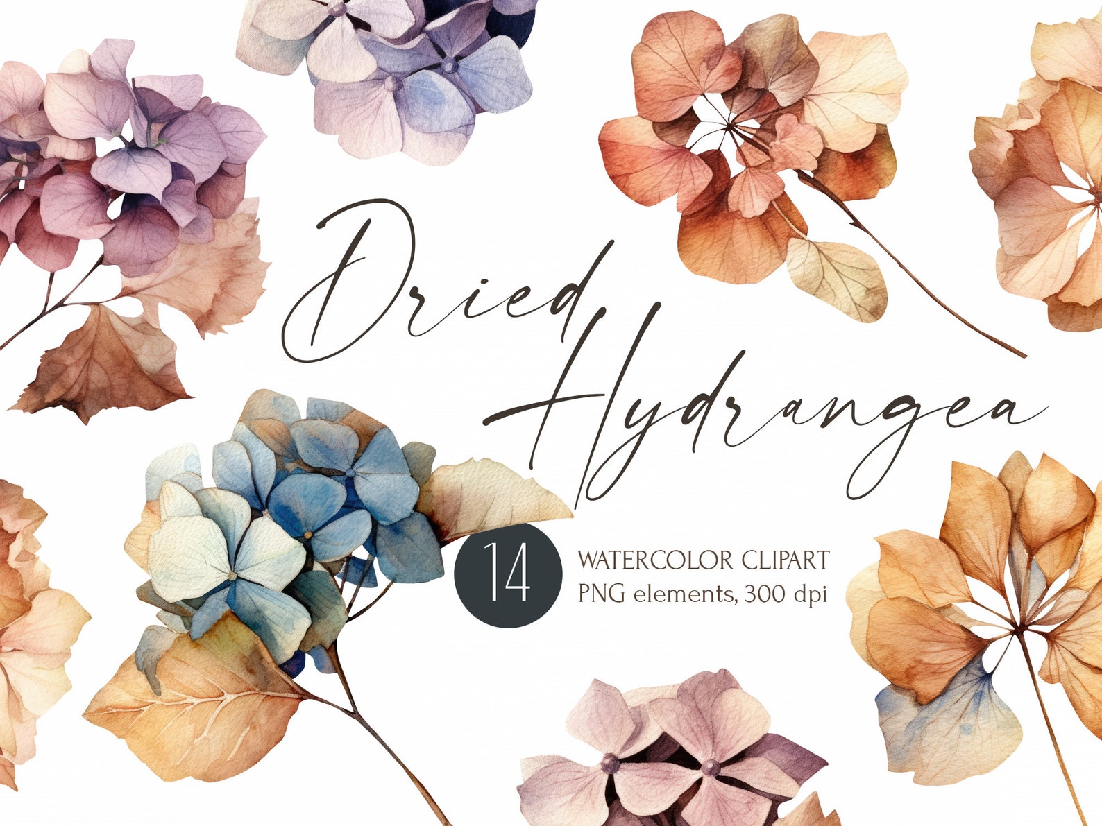 Watercolor Dried Hydrangea Flower, Dry Flowers, Autumn Seasonal Clipart ...